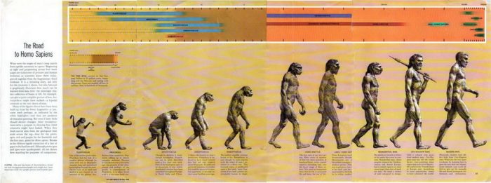 Australopithecus sediba Dismissed as Human Ancestor – CEH