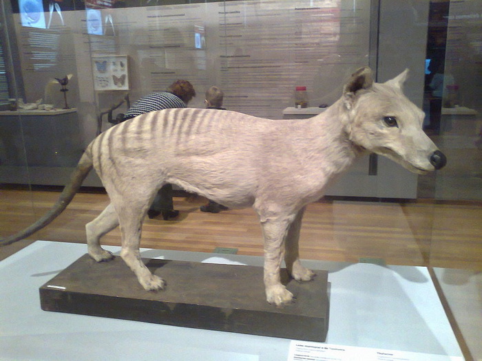 Thylacine-marsupial-TasmanianWolf-WikiCommons – CEH