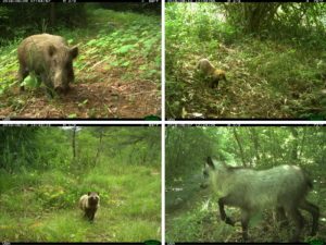 Animals Thrive in Fukushima Nuclear Accident Zone – CEH