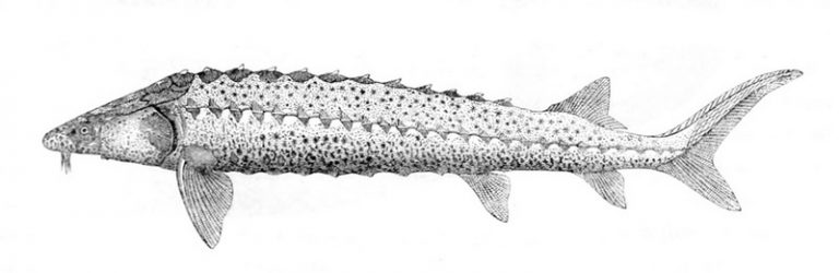 ‘Impossible’ Hybrid Suggests Non-Darwinian Change – CEH