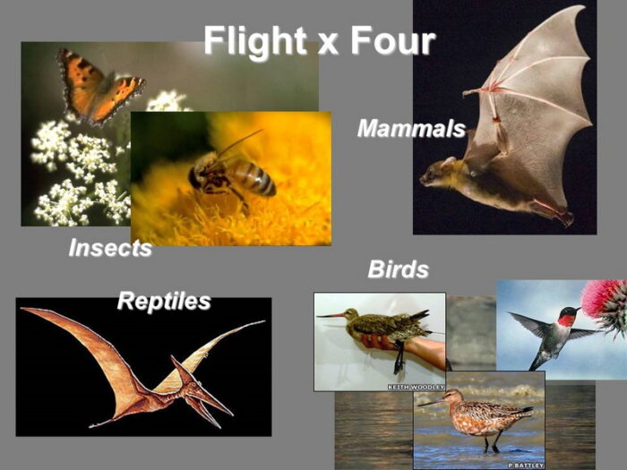 Pterosaur Flight Design Confounds Evolutionary Theory – CEH