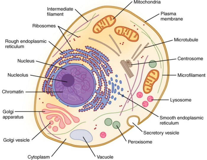 New Animal Cell Organelle Discovered – CEH