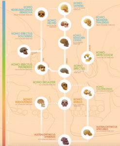 Evolutionary Trees Tangle With the Data – CEH