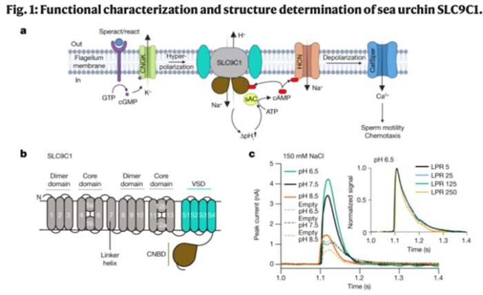 More Details on Sperm Design Published – CEH