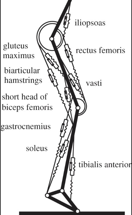 Human Leg Acts Like a Pogo Stick – CEH