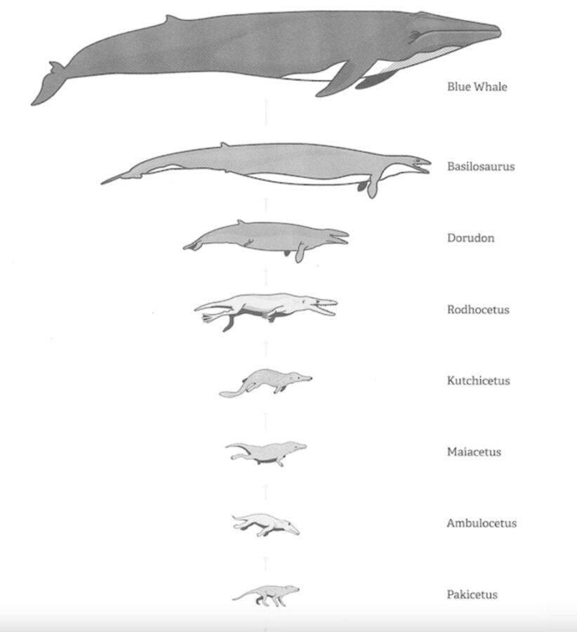 Whale Fossils Dog Evolution and Cannot Bear Storytelling – CEH