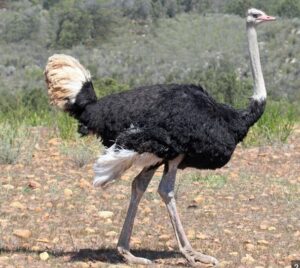 On the Evolution of Flightless Birds – CEH